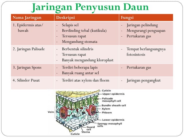 3. Morfologi Daun | PDF