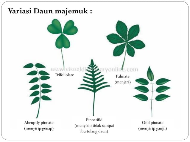 3. Morfologi Daun