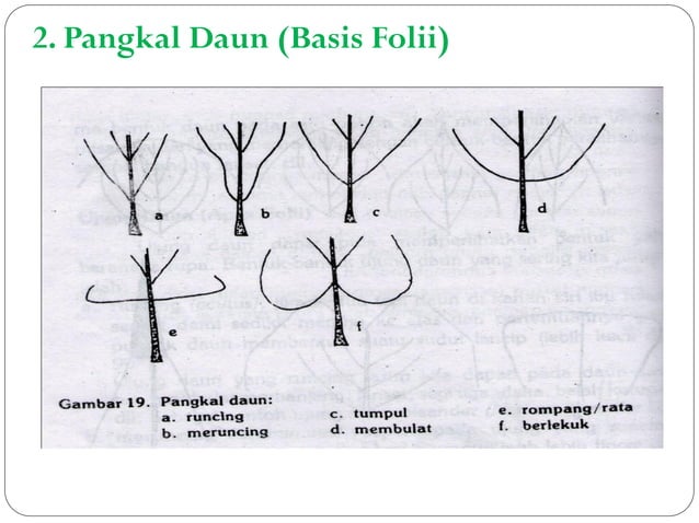 3. Morfologi Daun