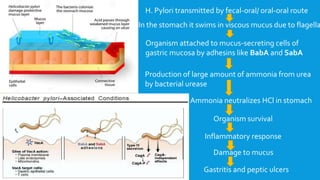 Pathology of Peptic Ulcer Disease | PPT