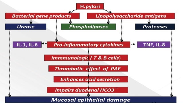 Pathology of Peptic Ulcer Disease