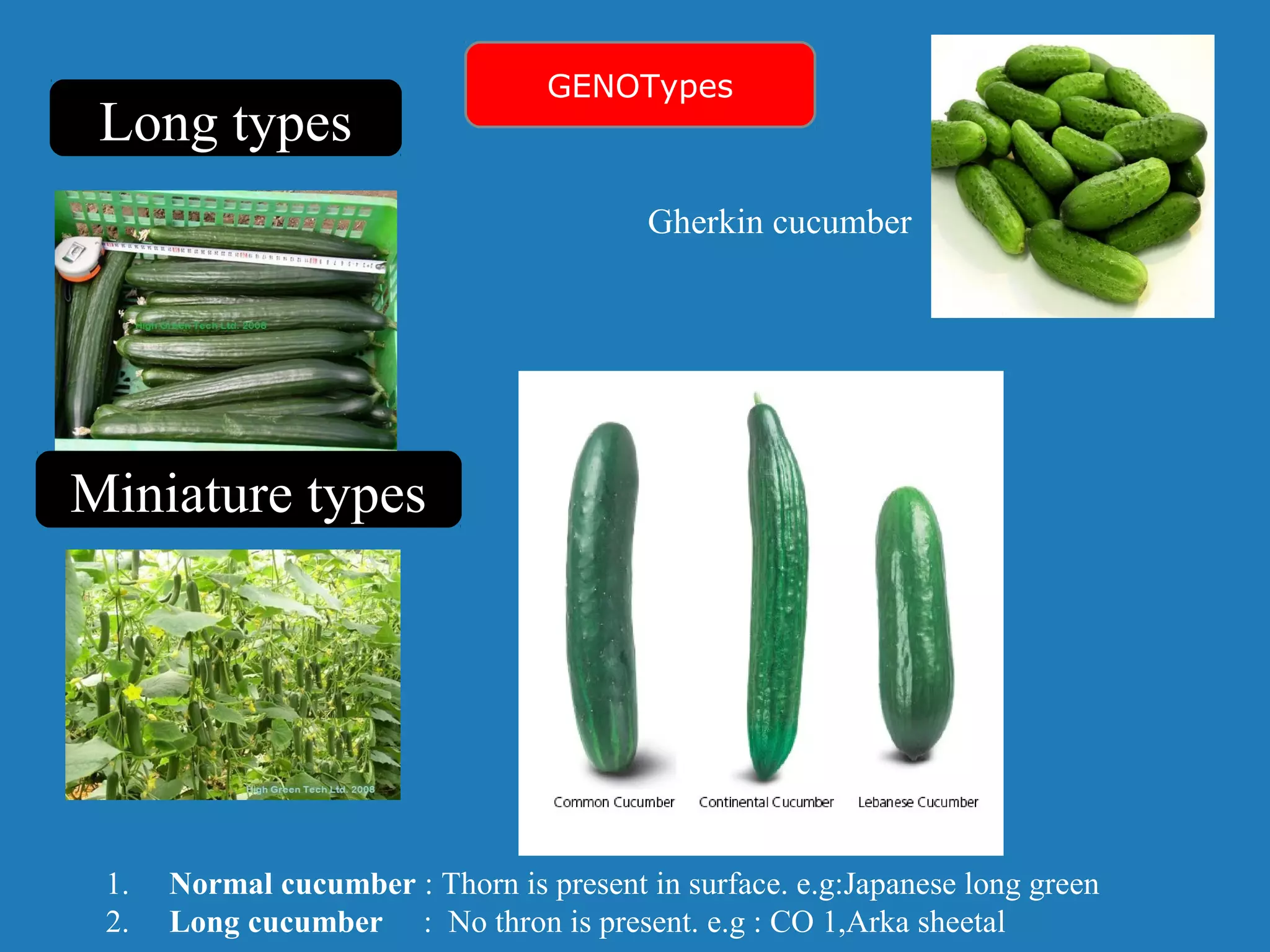 Protected cultivation of parthenocarpic cucumber | PPT