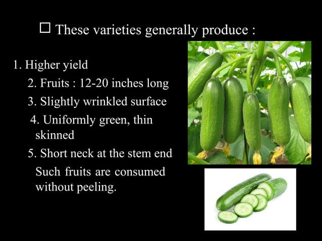 Protected cultivation of parthenocarpic cucumber | PPT | Gardening ...