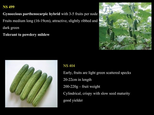 Protected cultivation of parthenocarpic cucumber