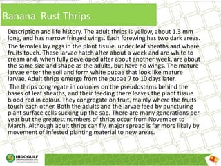 Banana Cultivation | PPTX
