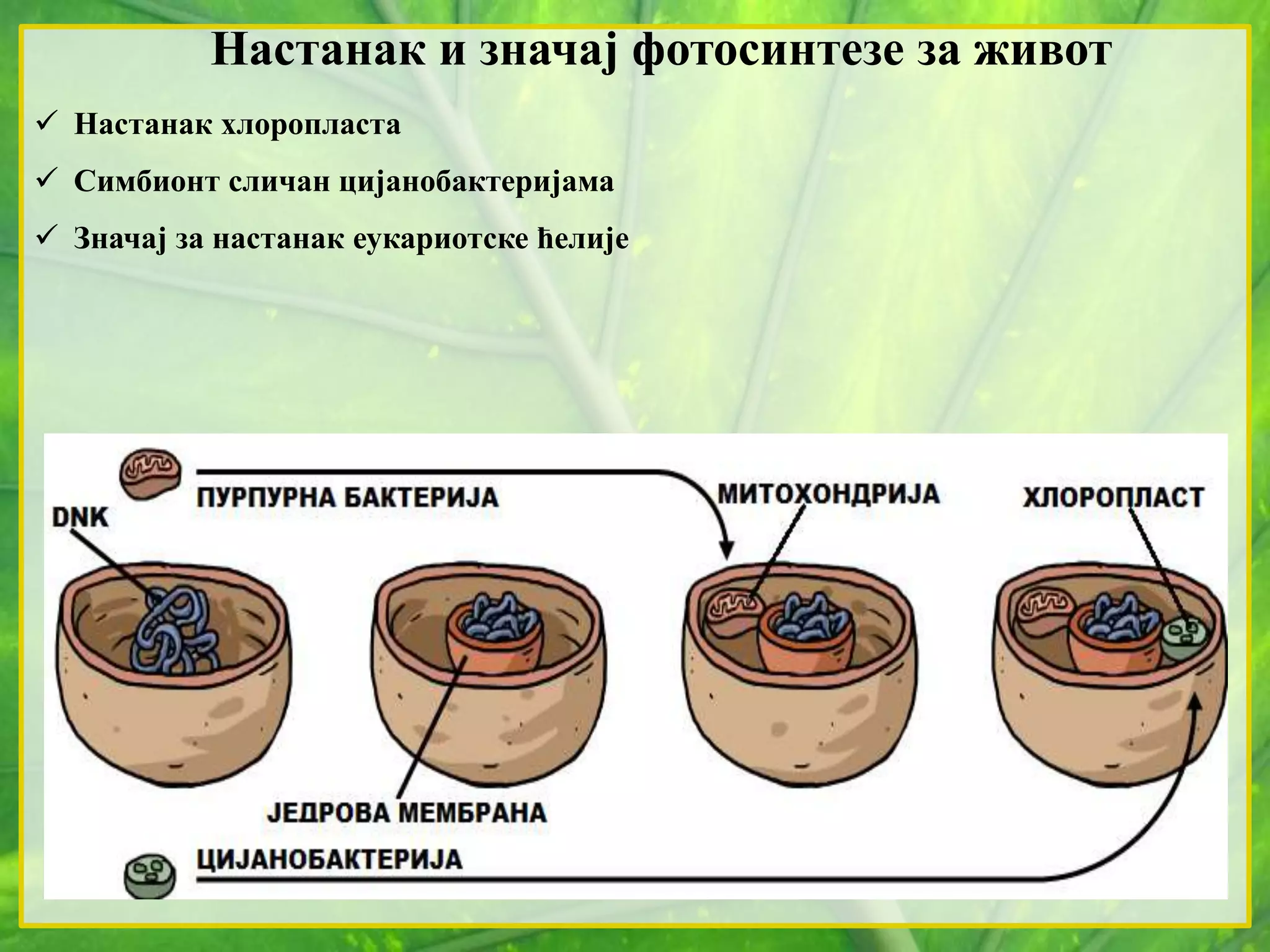 3. Nastanak i znacaj fotosinteze | PPT