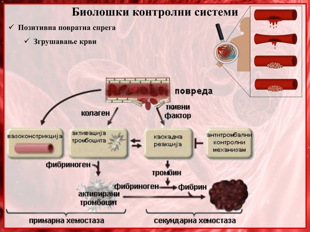 3. Nivoi organizacije zivih sistema. Bioloski kontrolni sistemi | PPTX