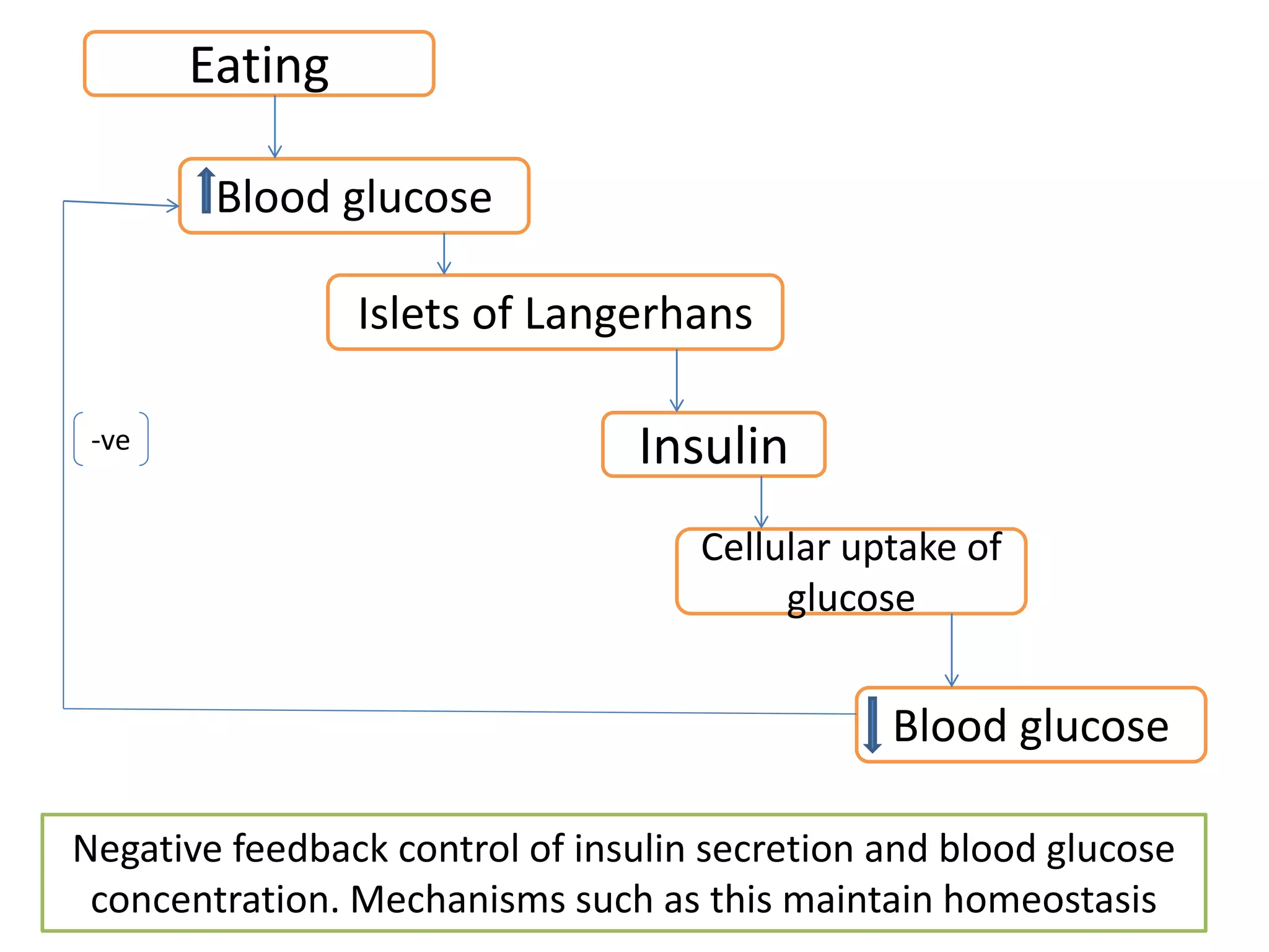 3. homeostasis | PPTX