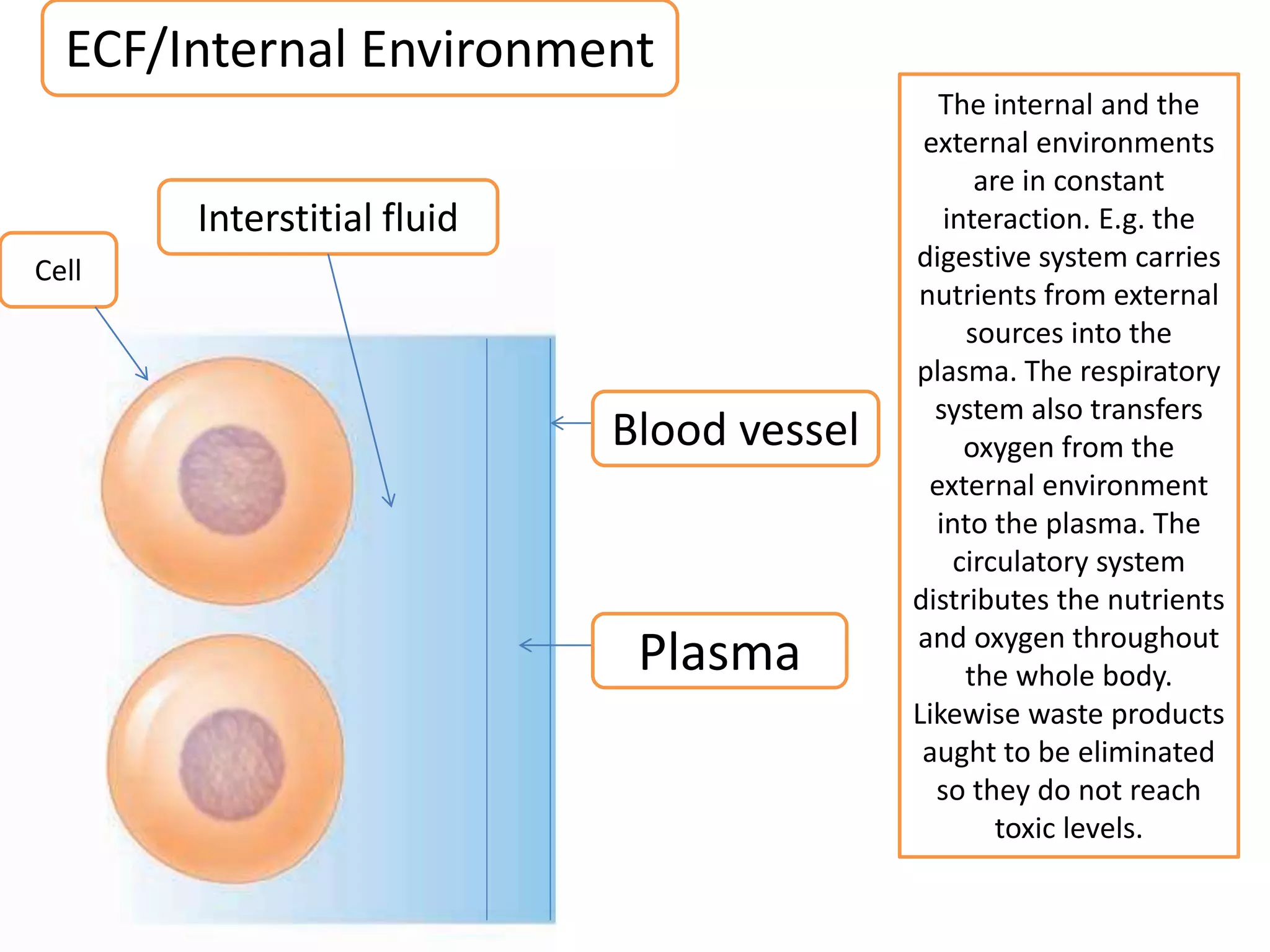 3. homeostasis | PPTX