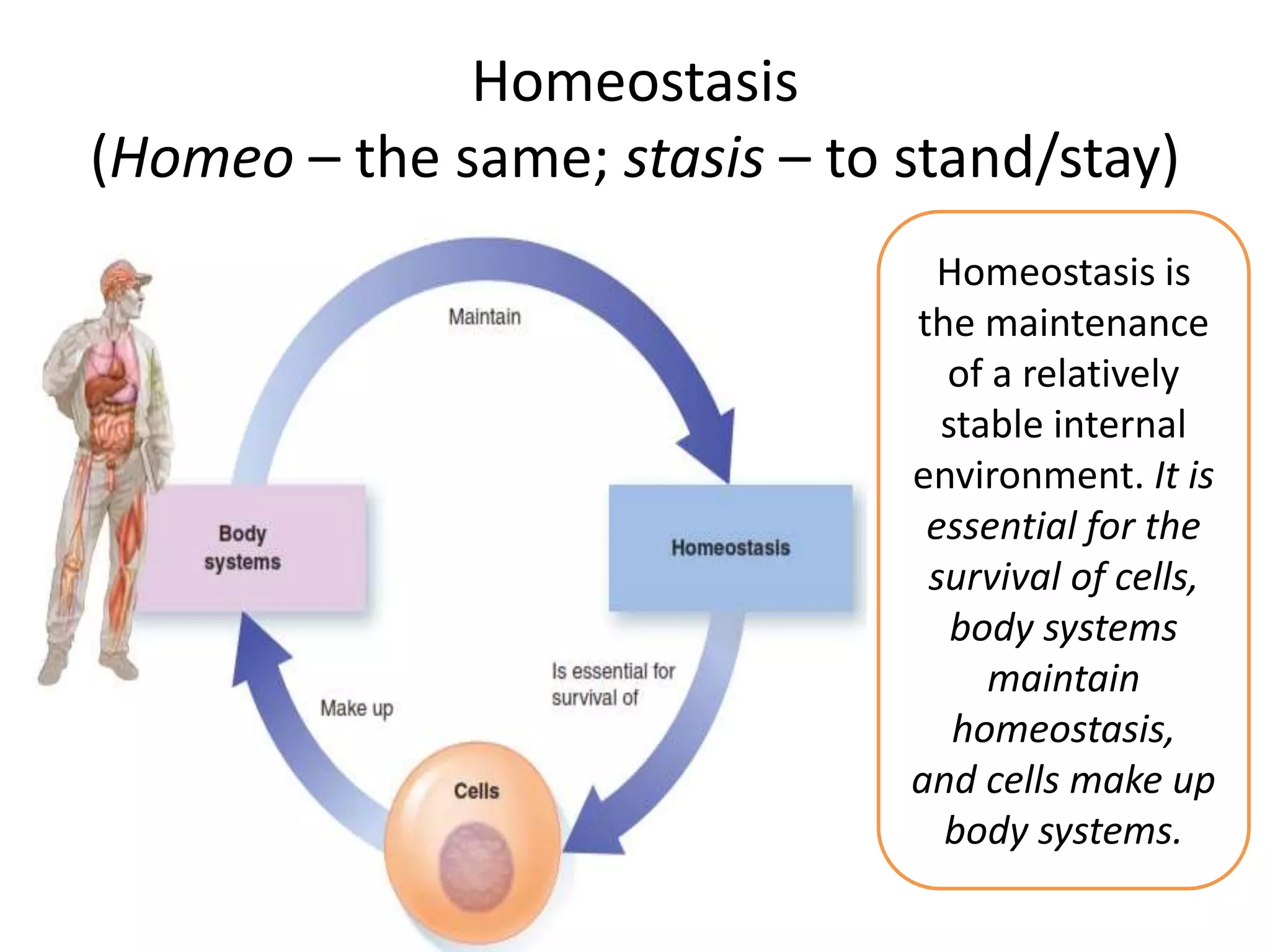3. homeostasis | PPTX
