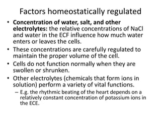 3. homeostasis | PPTX