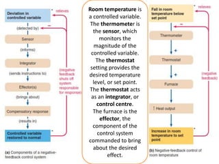 3. homeostasis | PPTX