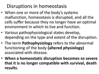 3. homeostasis | PPTX