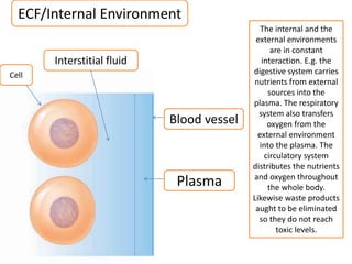3. homeostasis | PPTX
