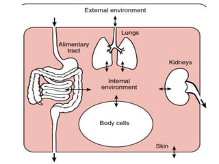 3. homeostasis | PPTX