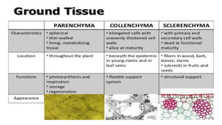 Plant Ground Tissue