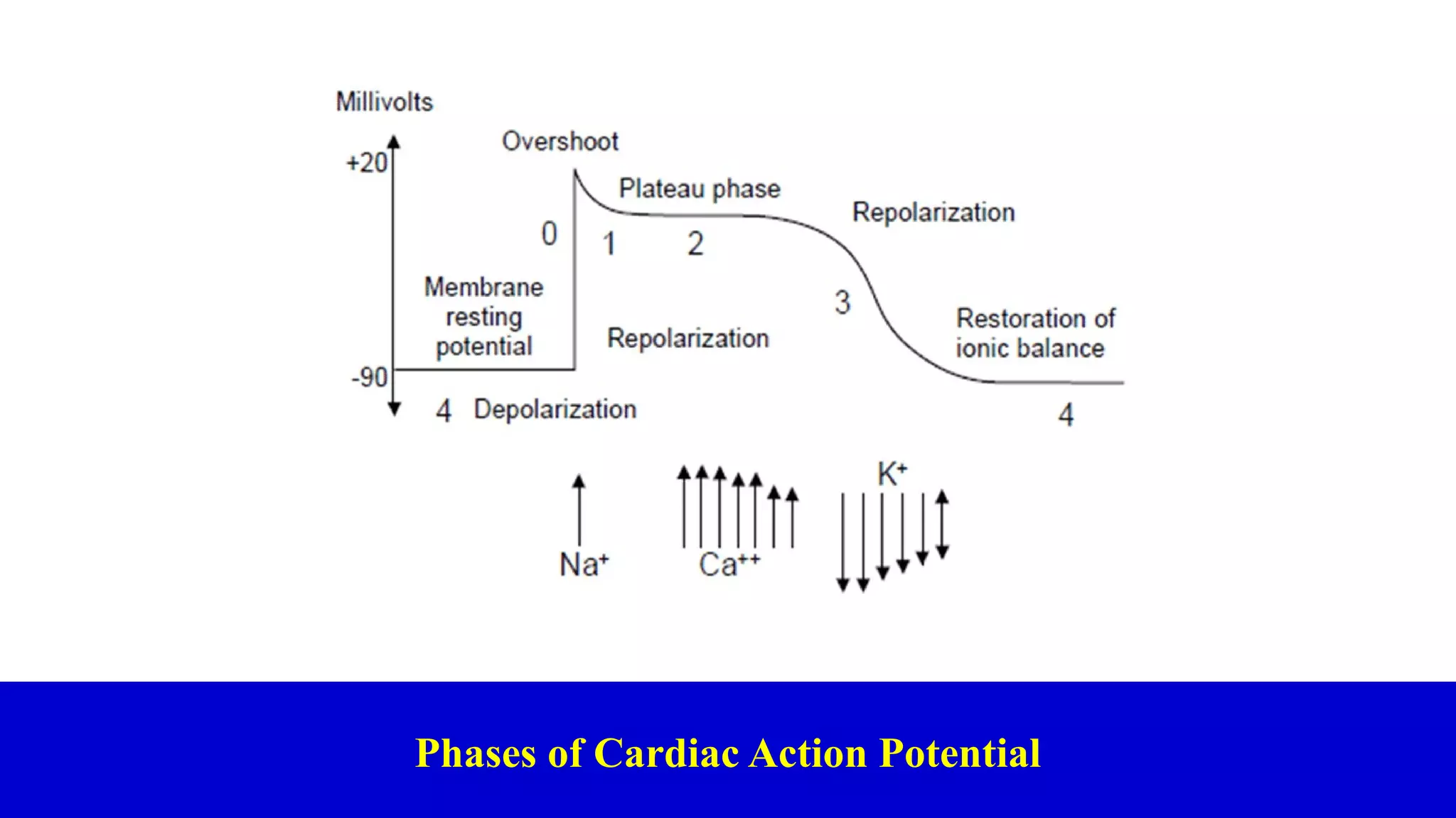 3.electrical activity of the heart | PPT