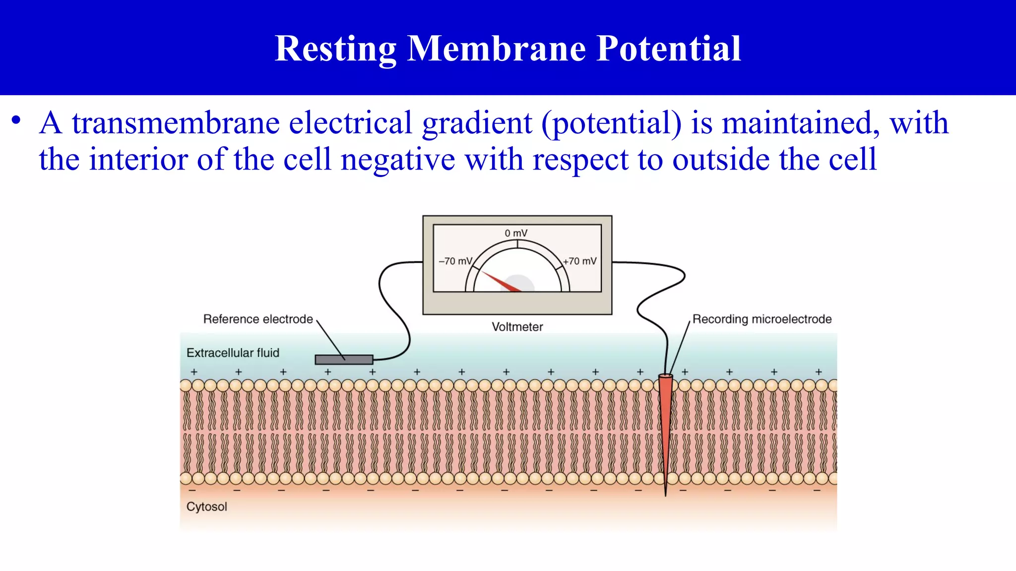 3.electrical activity of the heart | PPT