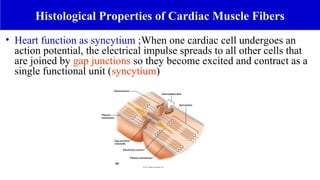 3.electrical activity of the heart | PPT | Free Download