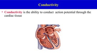 3.electrical activity of the heart | PPT