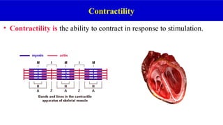 3.electrical activity of the heart | PPT | Free Download
