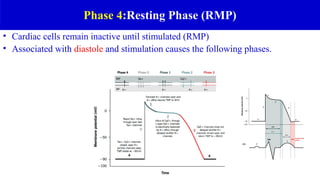 3.electrical activity of the heart | PPT | Free Download