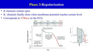 3.electrical activity of the heart | PPT