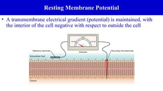 3.electrical activity of the heart | PPT