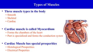 3.electrical activity of the heart | PPT