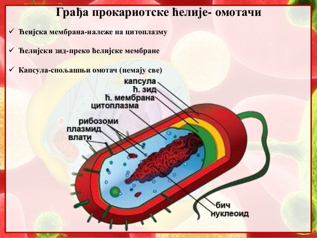 3. Prokariotska i eukariotska celija