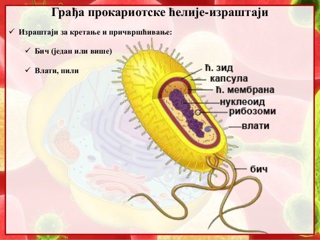 3. Prokariotska i eukariotska celija