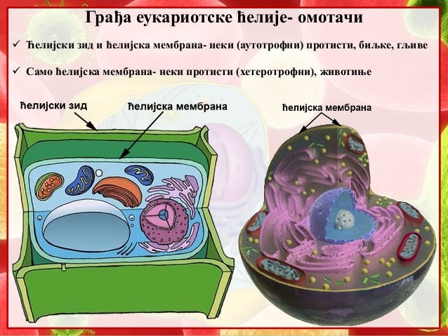 3. Prokariotska i eukariotska celija