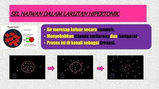 kesan larutan hipertonik | PPT