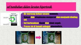 kesan larutan hipertonik | PPTX