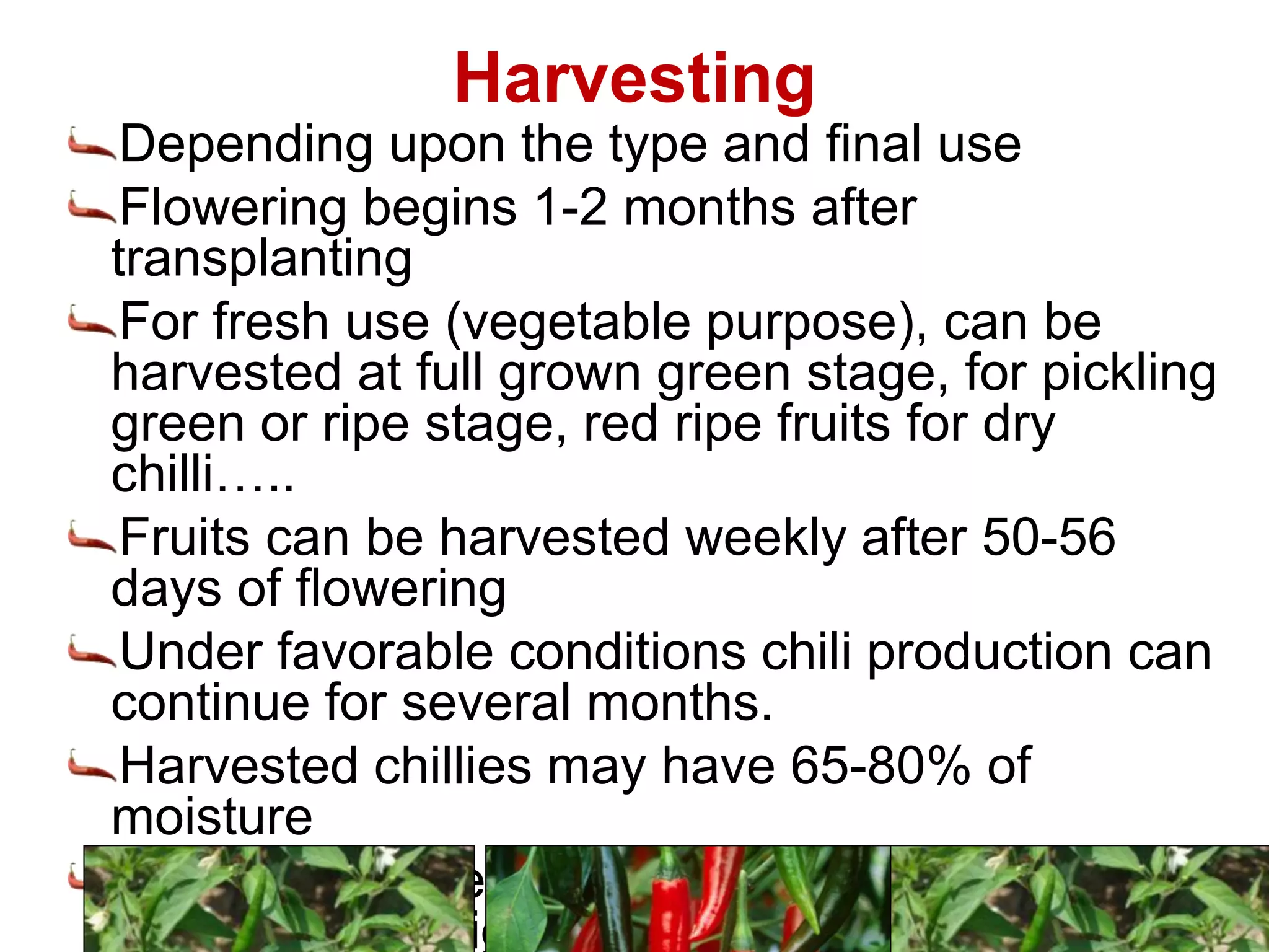 Chilli Processing | PPTX