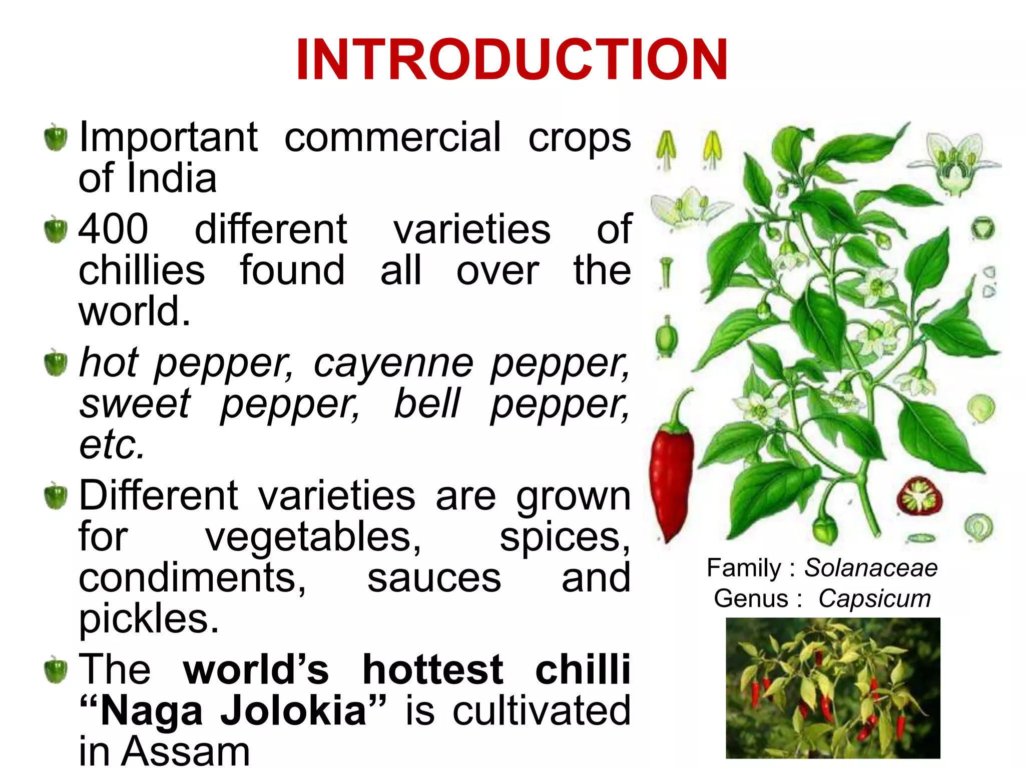 Chilli Processing | PPTX
