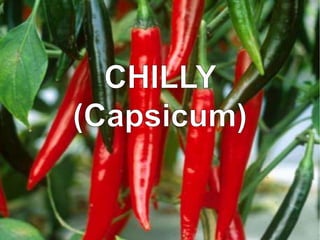 Chilli Processing | PPTX