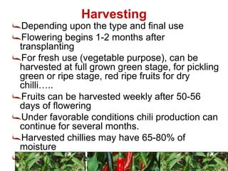 Chilli Processing | PPTX