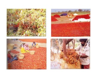 Chilli Processing | PPTX