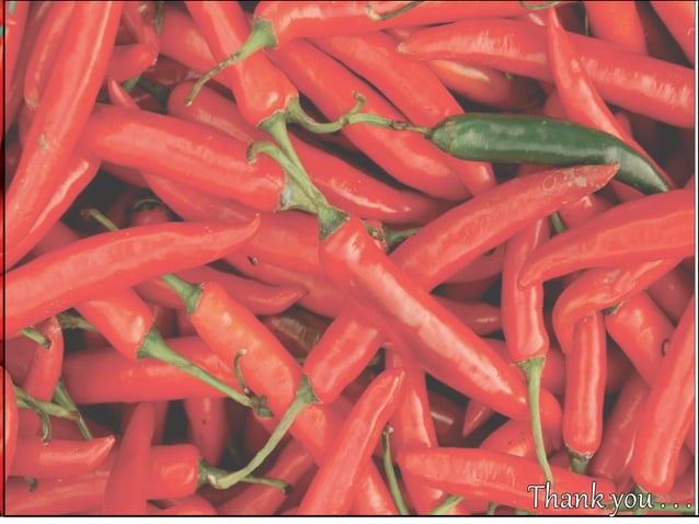 Chilli Processing | PPTX | Nutrition | Healthy Living
