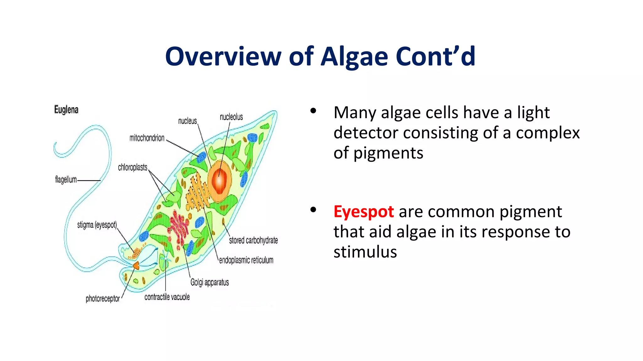 Plant-Like Protist (Algae Intro..) | PPT