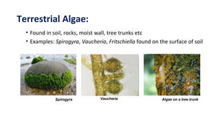Plant-Like Protist (Algae Intro..) | PPT