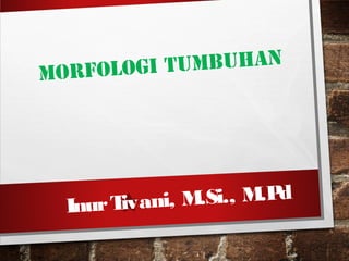 morfologi daun,batang,akar | PPT