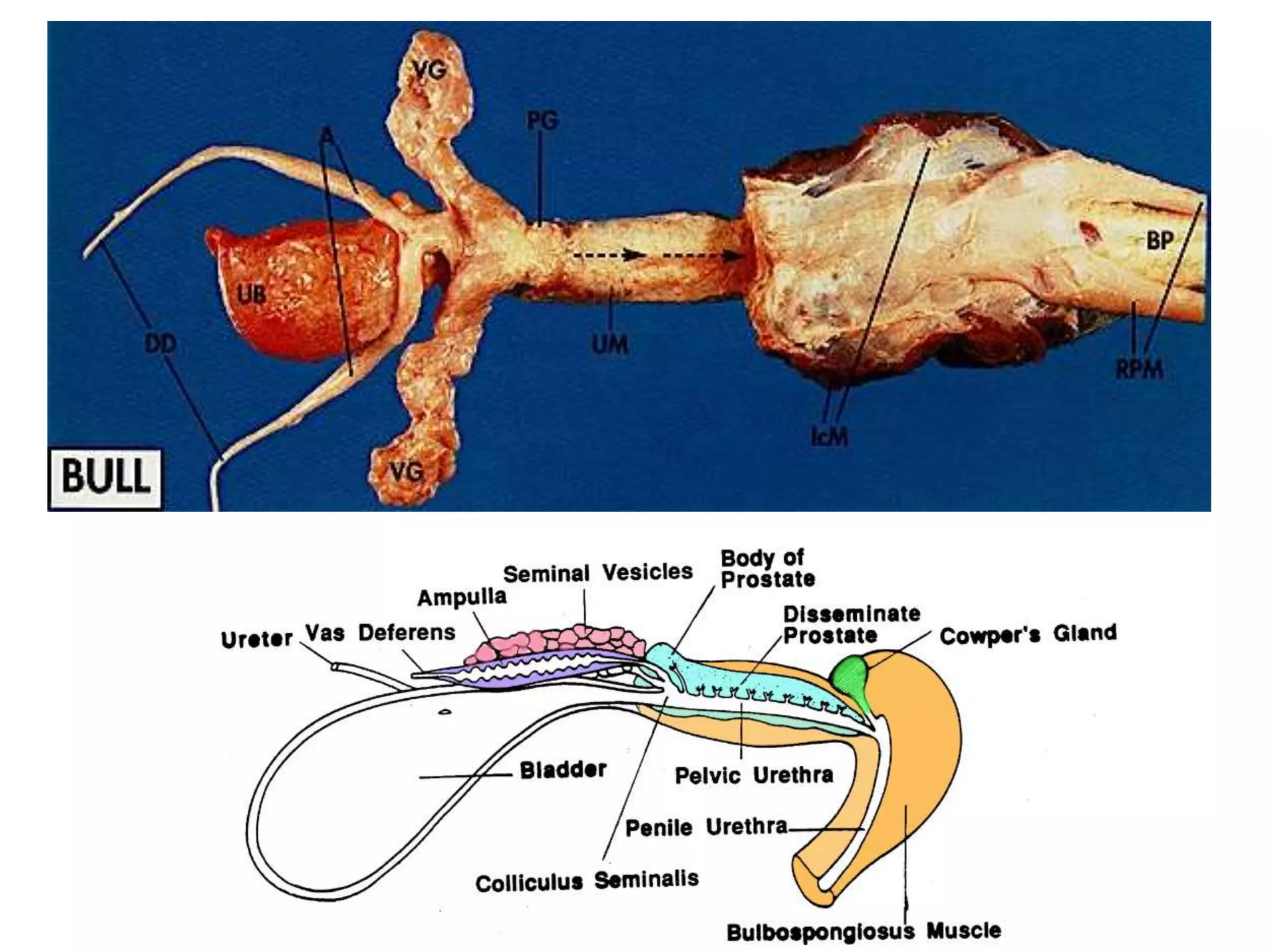 Comparative Anatomy of Male Reproductive System | PPTX