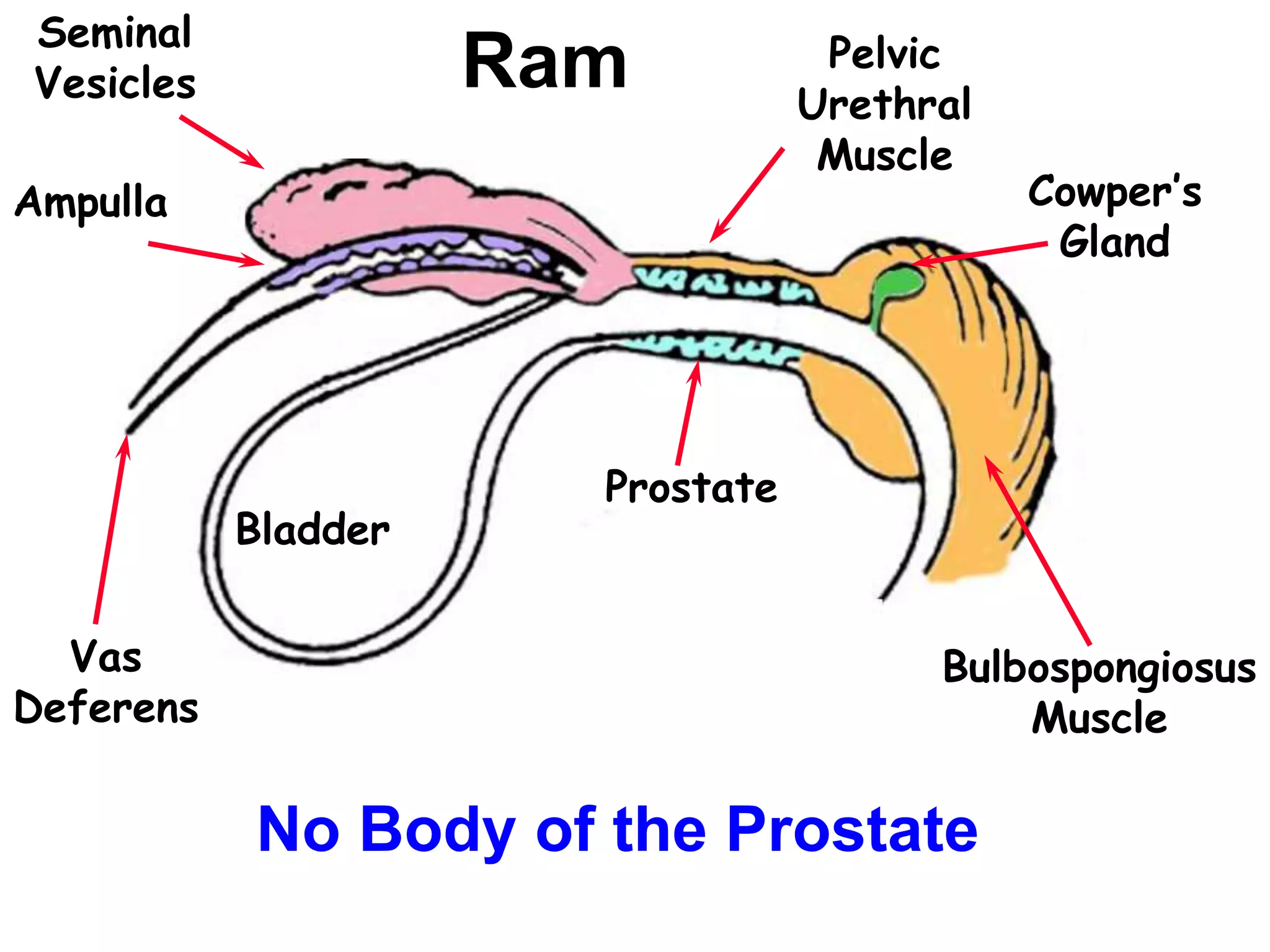 Comparative Anatomy of Male Reproductive System | PPTX