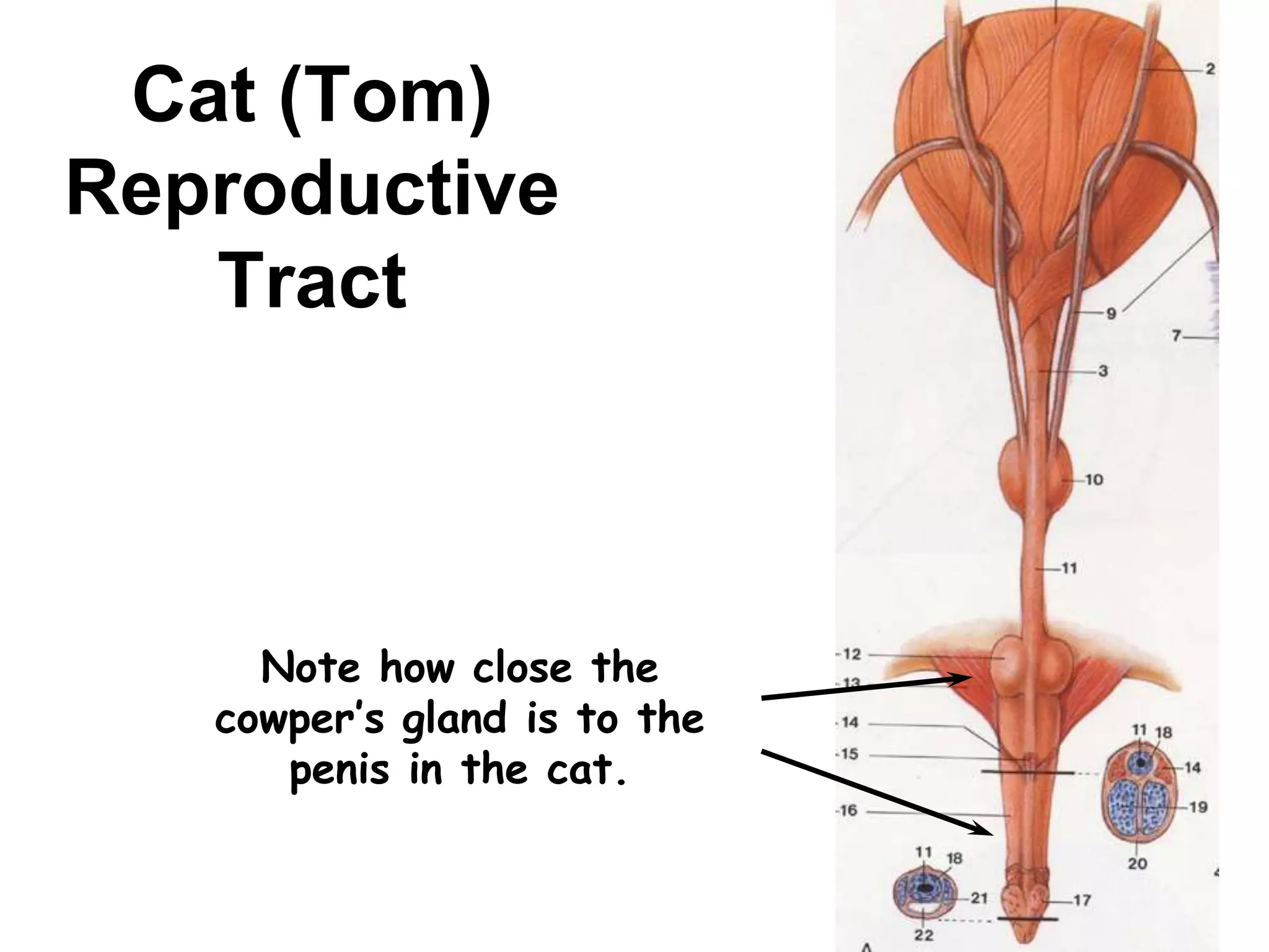 Comparative Anatomy Of Male Reproductive System Pptx