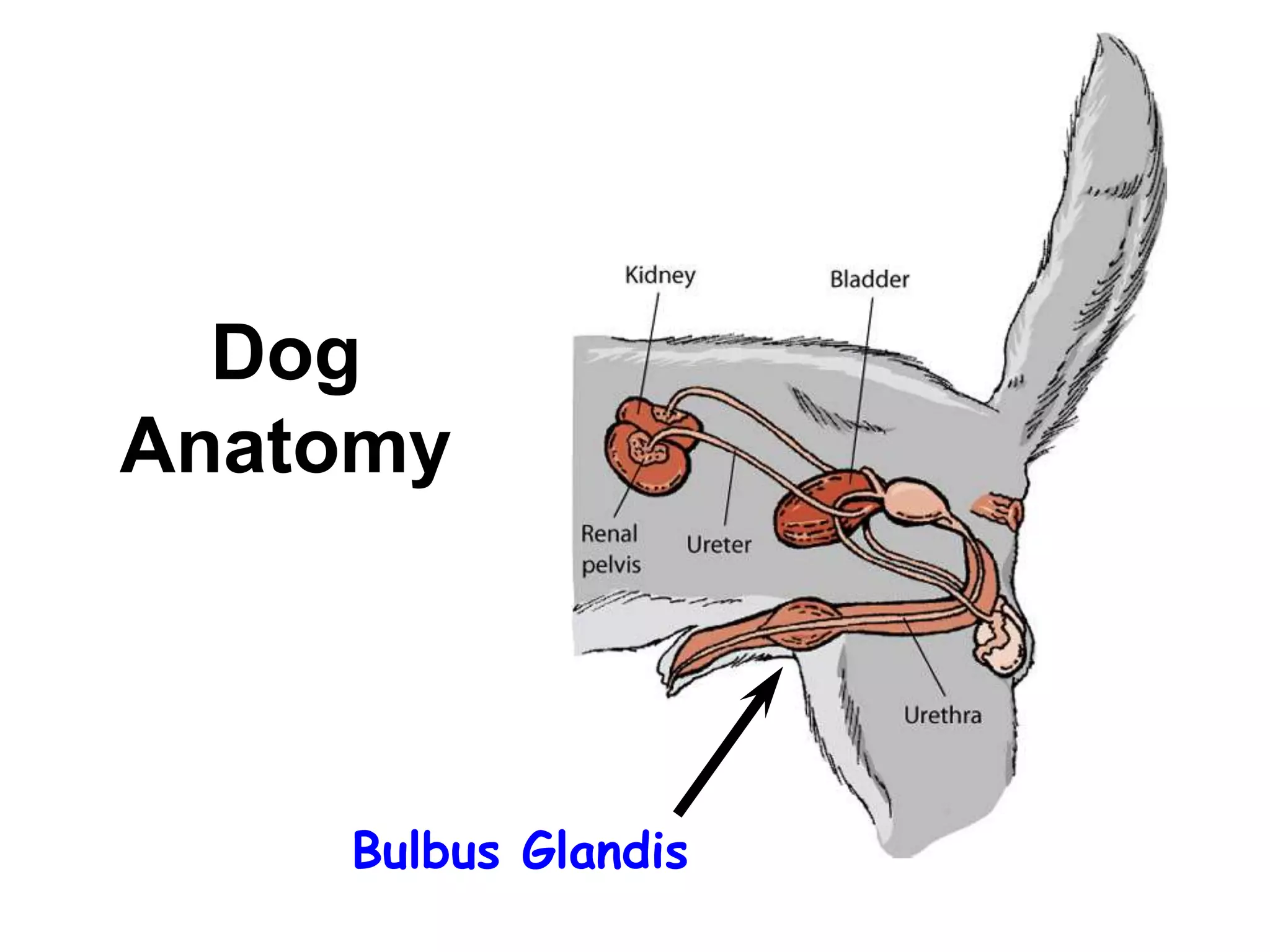 Comparative Anatomy of Male Reproductive System | PPTX