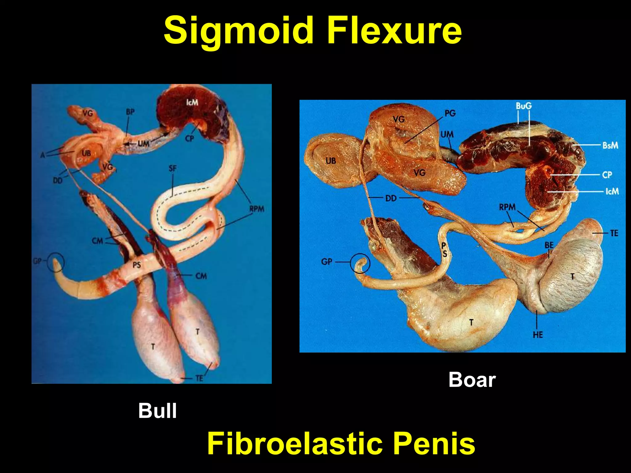 Comparative Anatomy of Male Reproductive System | PPTX
