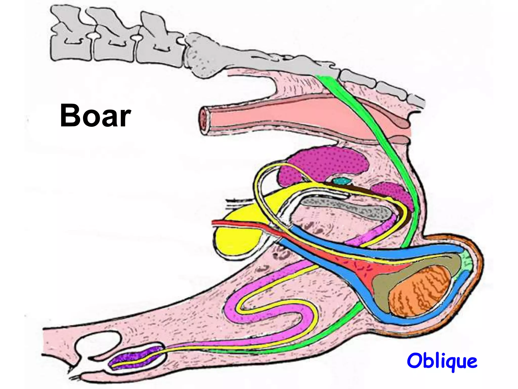 Comparative Anatomy of Male Reproductive System | PPTX