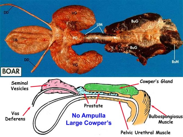 Comparative Anatomy of Male Reproductive System | PPTX